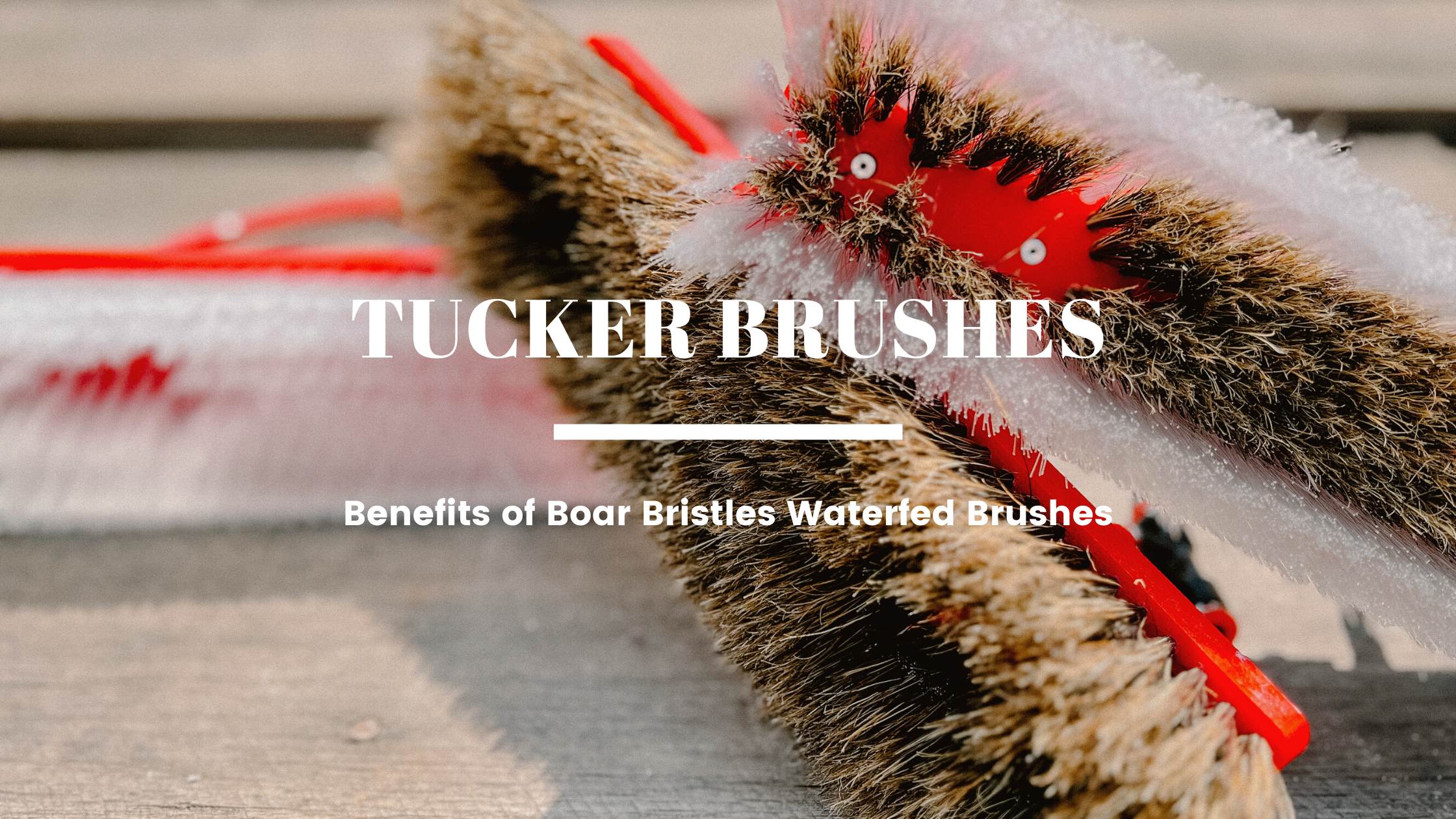 Remarkable Scrubbing Capability with Tucker Boar Bristle Waterfed ...