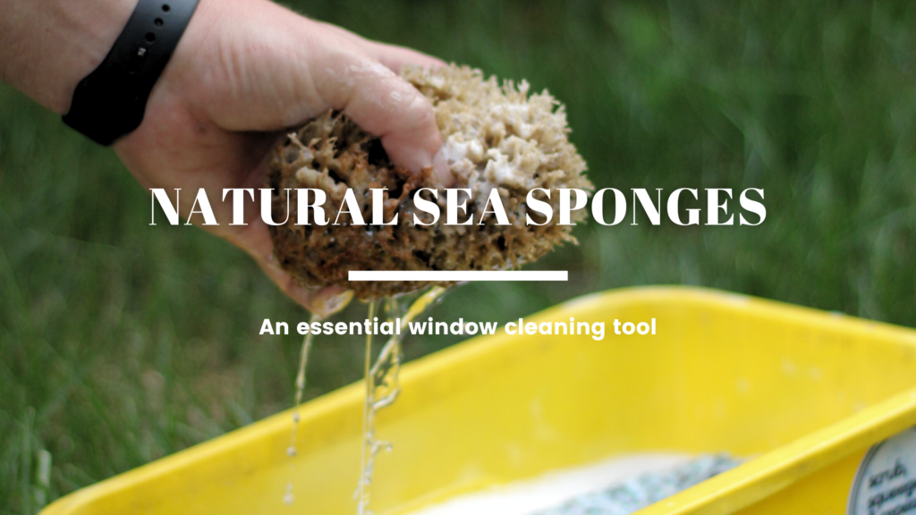 Why Natural Sea Sponges can be an essential tool - Detroit Sponge